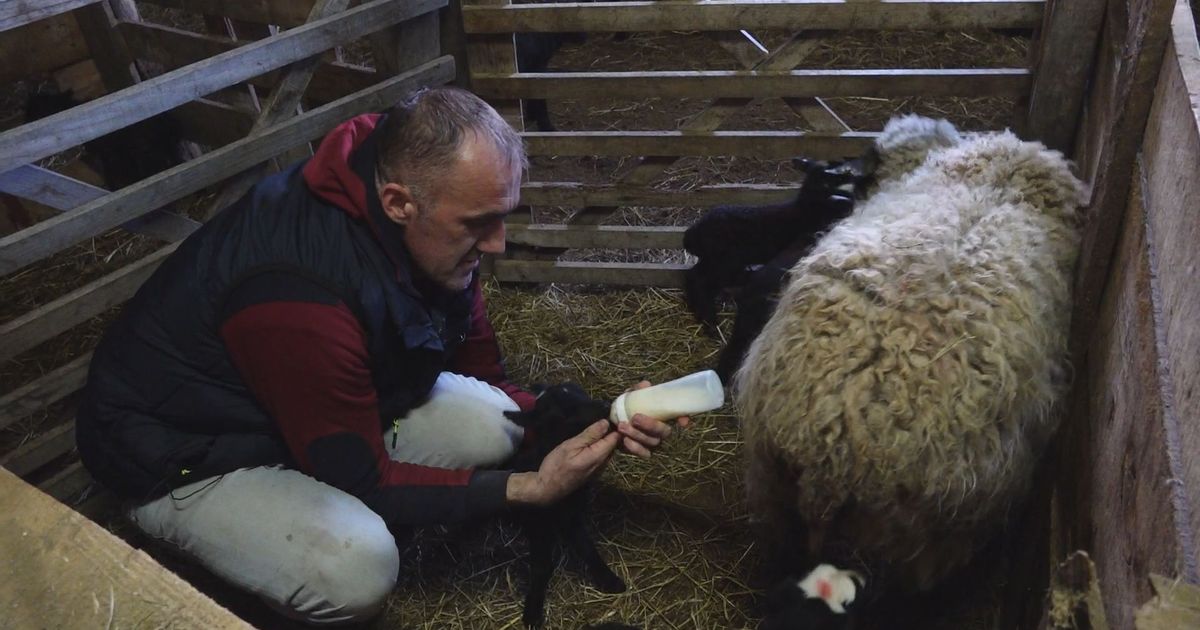 Ovca Belka odjednom ojagnjila šestoro! Ovan Dobrivoje bio odvojen, ali je posle sve nadoknadio ...