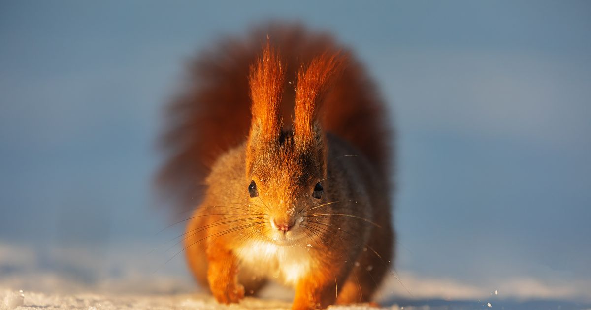 Misterija ofarbanih veverica rešena: Čovek priznao da ih je bojio u ...