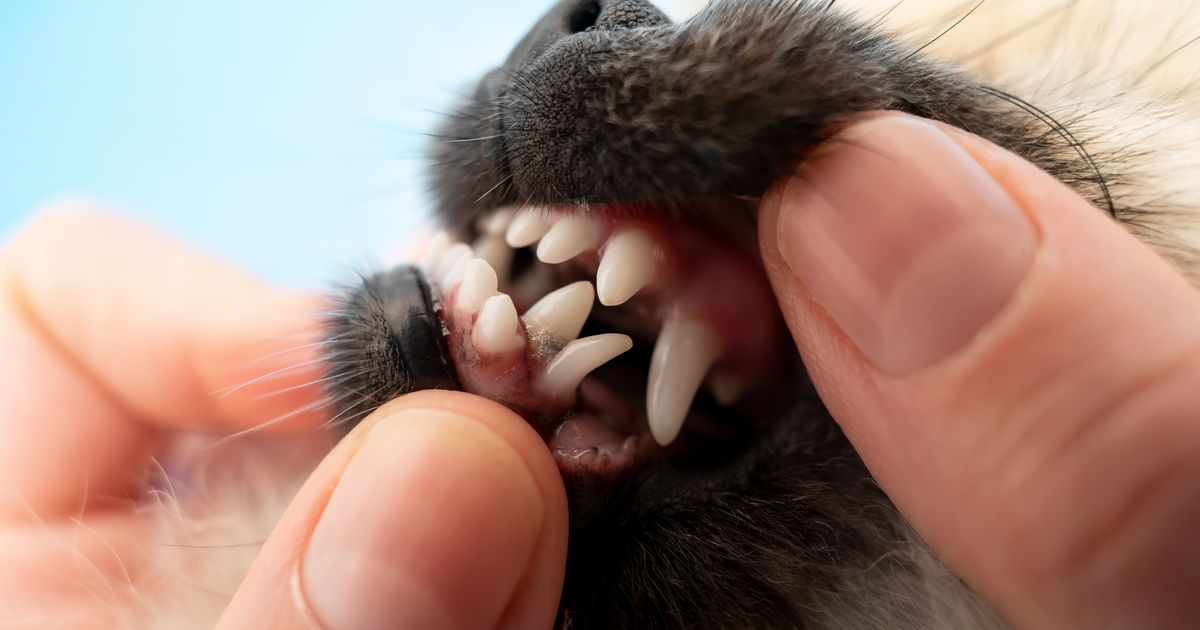 Da li vaš pas ima “ajkuline zube”: Najvažnija prevencija, a evo koje ...
