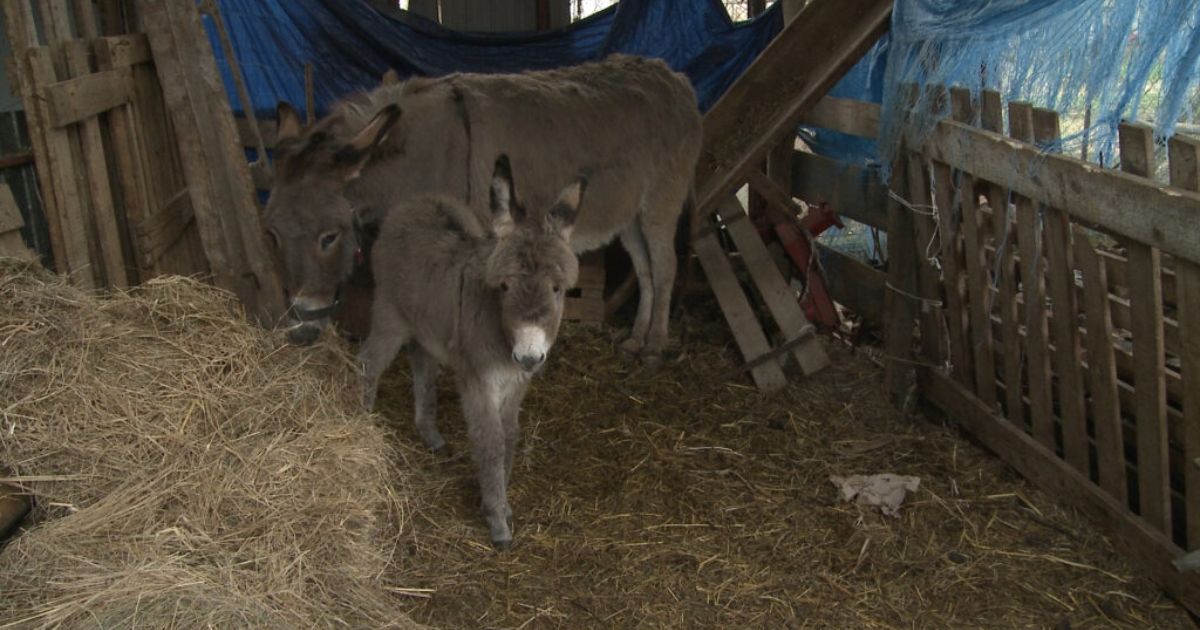 Rodilo se magarence prvi put u ovom kraju: Vasa je miljenik svog ...