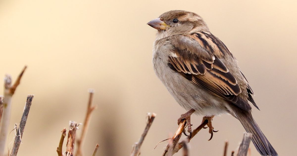 Svetski dan vrapca, gradske ptice koja je nezvanični simbol Beograda i ...