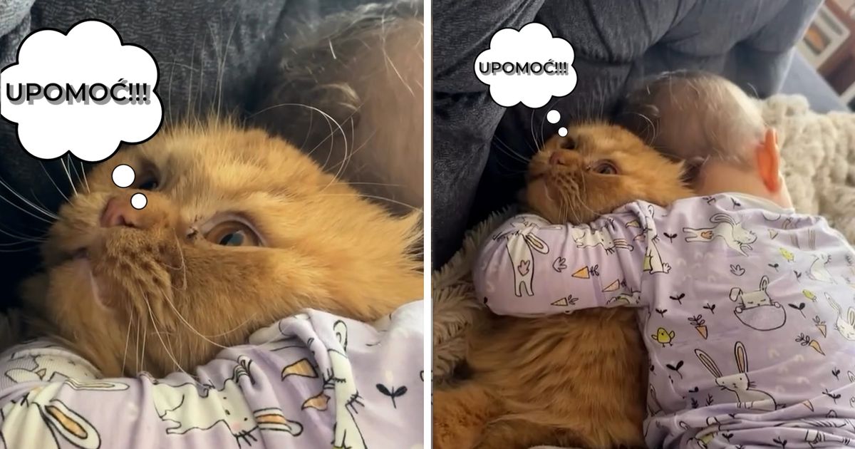 Bebac toliko voli mače da ga je zagrlio iz sve snage: Maca je u fazonu ...