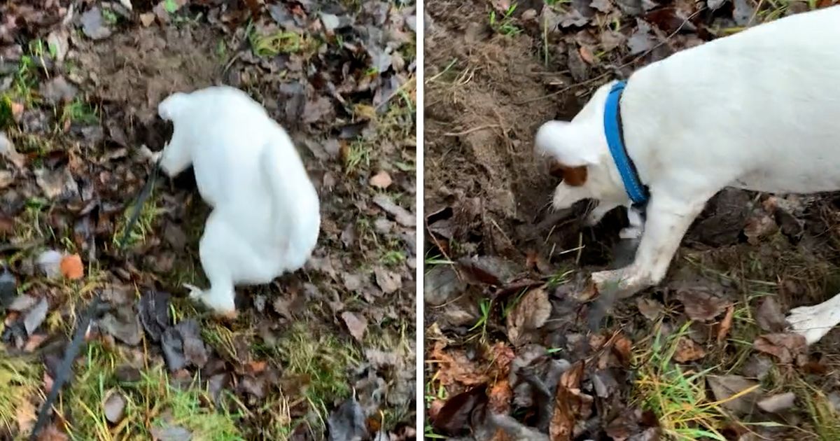 Kad se džek rasel zainati, pa počne da čupa korenje: Nit manjeg, nit ...