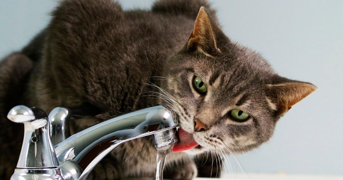 Zbog čega mačke obožavaju da piju vodu iz slavine - Ljubimci Telegraf