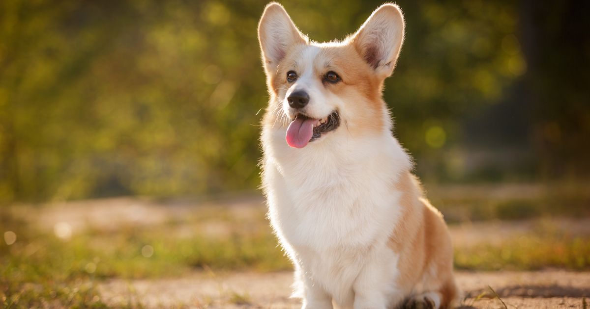 Pembruk velški korgi: On je izuzetan porodični pas, ali se mnogo linja ...