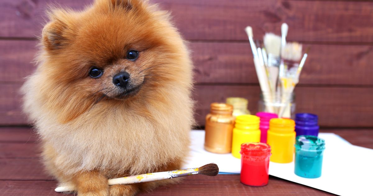 "Slikaj sa psima": Prvi dan vikenda u Beogradu u znaku humanitarne ...