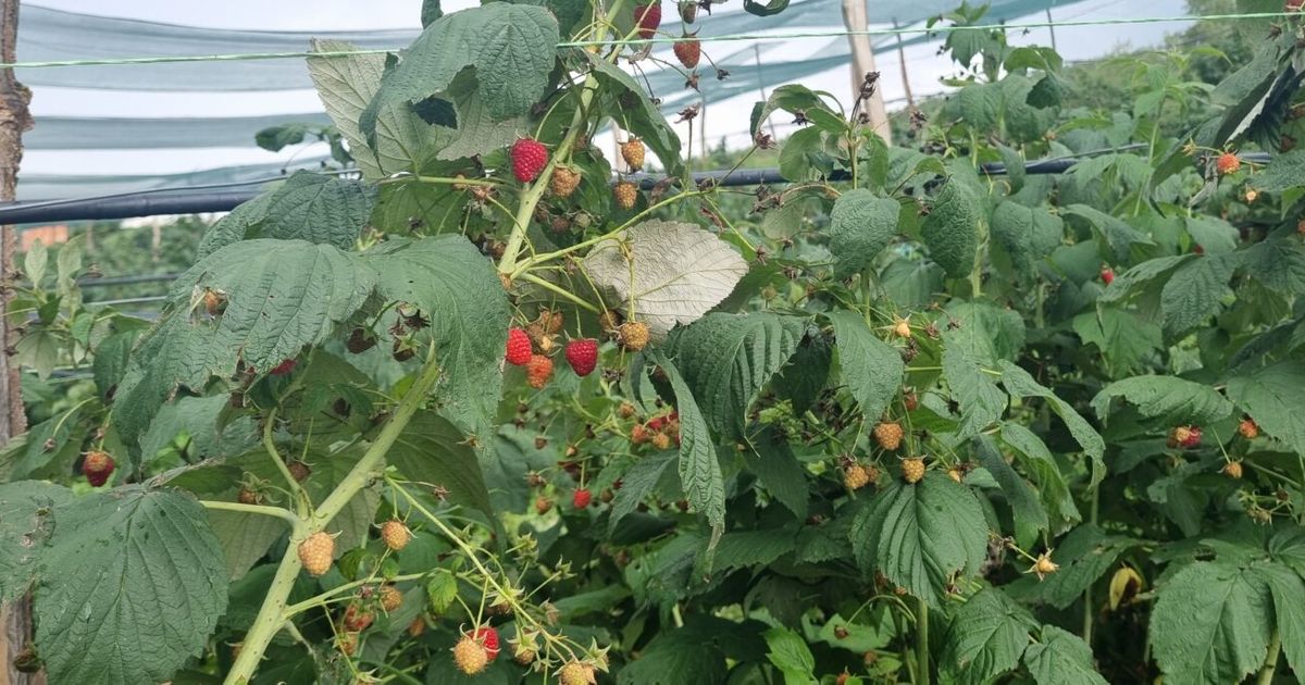 Sat vremena branja malina ove godine biće 450 dinara: Ako prodajna cena ...