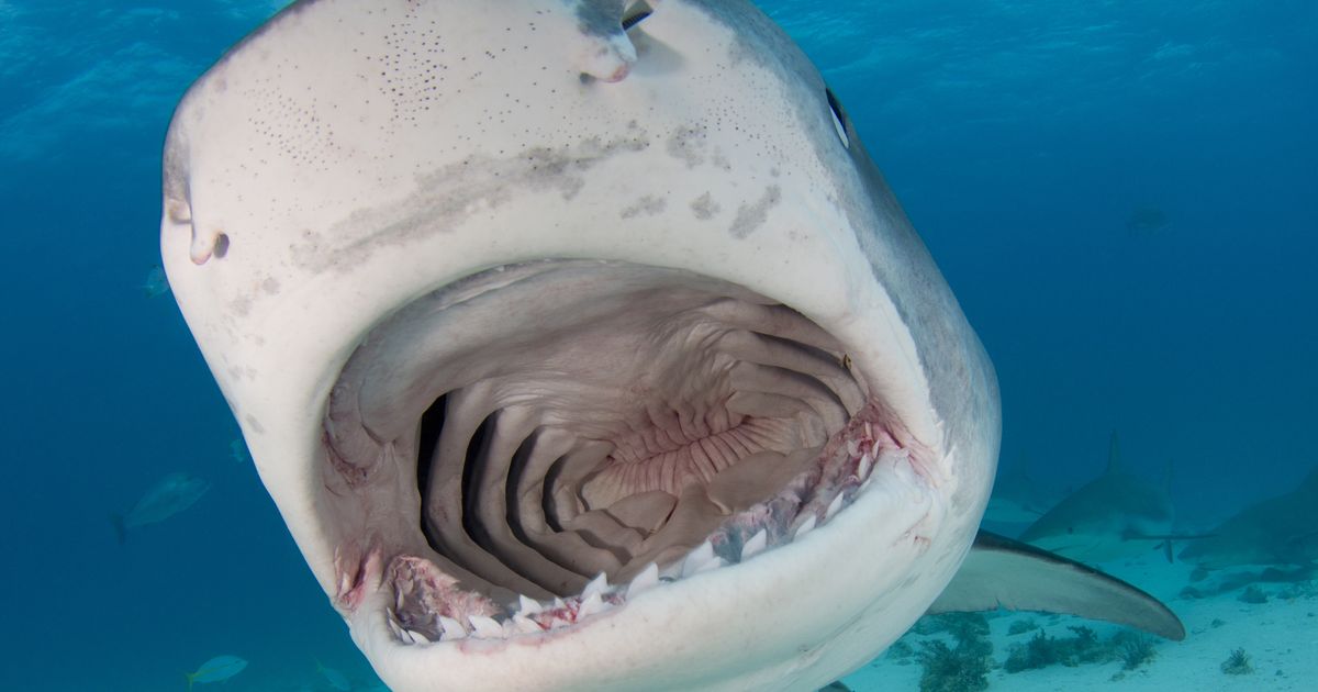 Ovako izgleda kada vas pojede ajkula: Čeljustima dohvatila kameru umesto ronioca, sve je ...