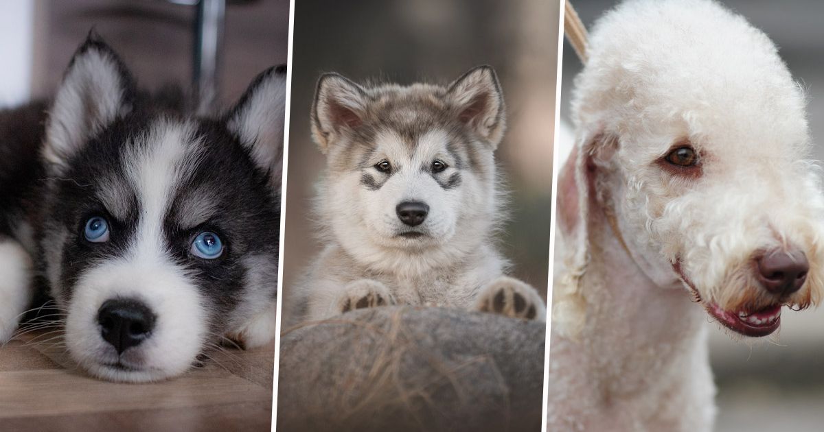 Oni nemaju podočnjake, ali imaju pogled za desetku: Devet rasa pasa sa ...