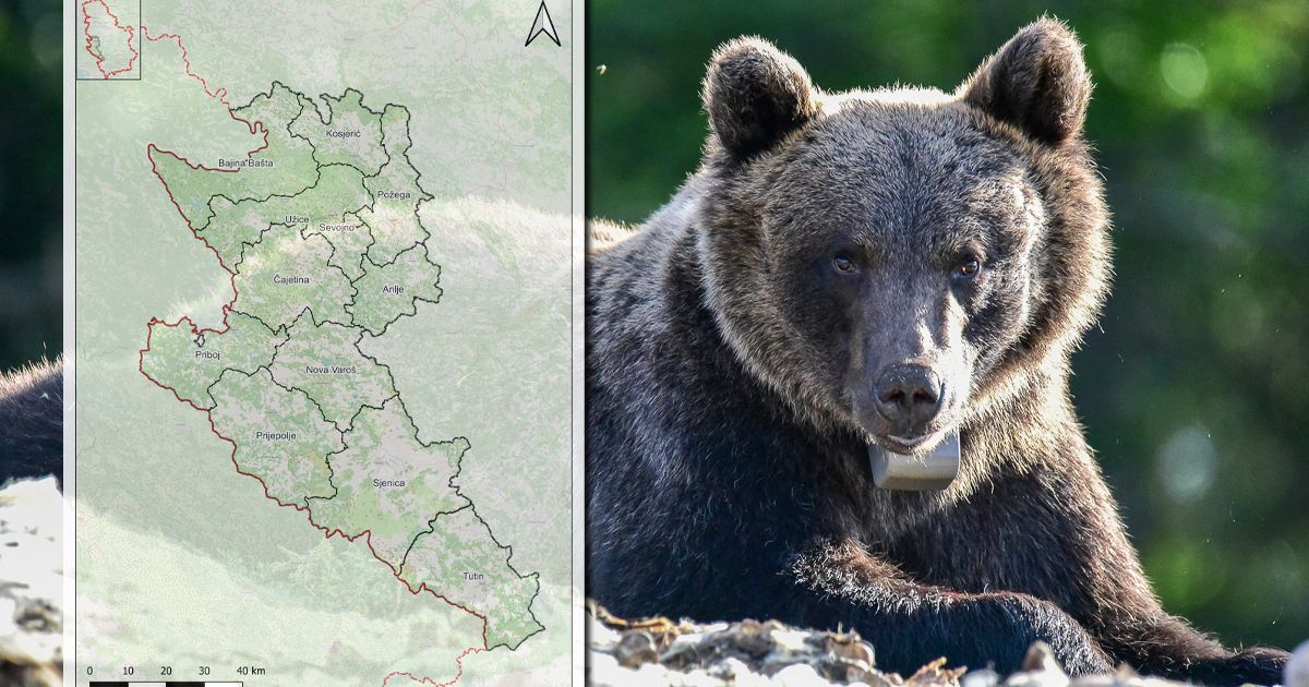 Ovo je prva mapa gradova u Srbiji gde možete videti mrkog medveda: Sve je više "bliskih susreta ...