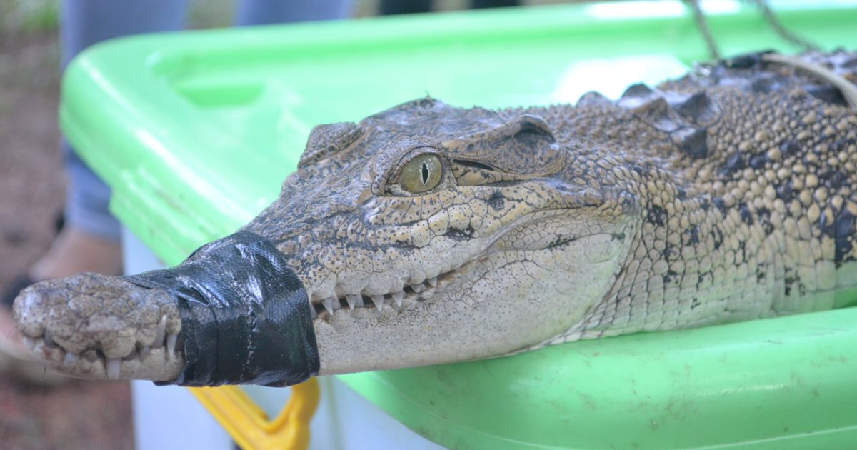 ŠOK ŽIVOTA Čula je neobičnu buku, pa u predsoblju zatekla aligatora od ...