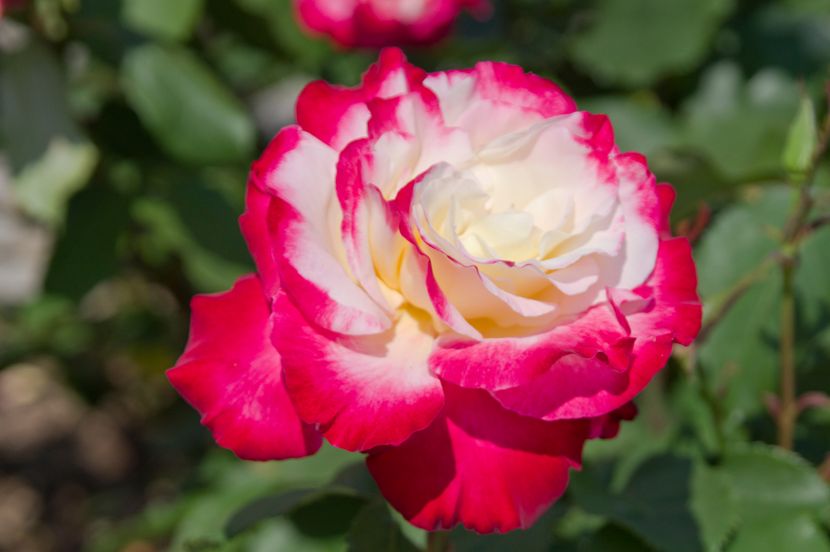 Sorte ruža koje bi trebalo odmah da posadite: Neobični oblici i mirisi ...