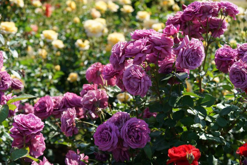 Sorte ruža koje bi trebalo odmah da posadite: Neobični oblici i mirisi ...