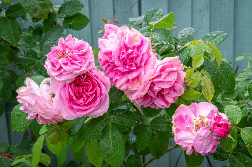 Sorte ruža koje bi trebalo odmah da posadite: Neobični oblici i mirisi ...