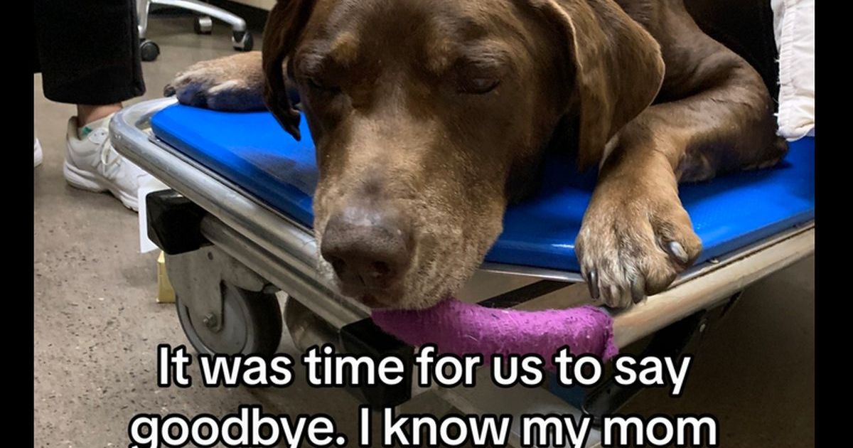 Ruster, star i bolestan pas iz azila udomljen 28 dana pred smrt: Celog ...