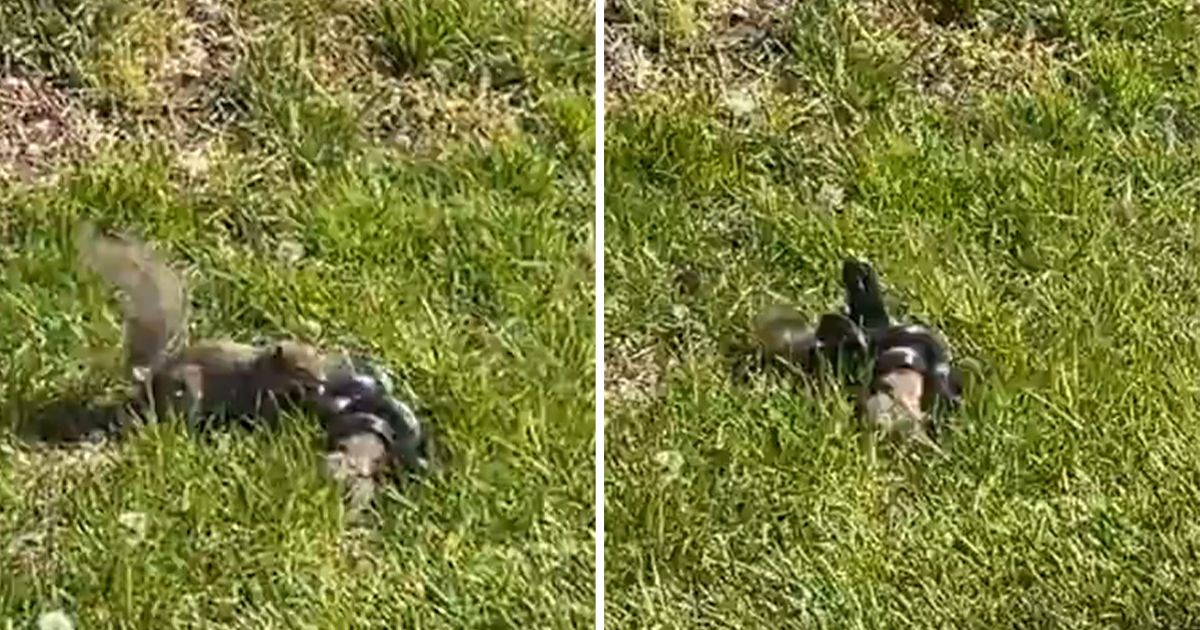 Okršaj veverice i zmije: Kad je prijatelj u pitanju, nema straha ...