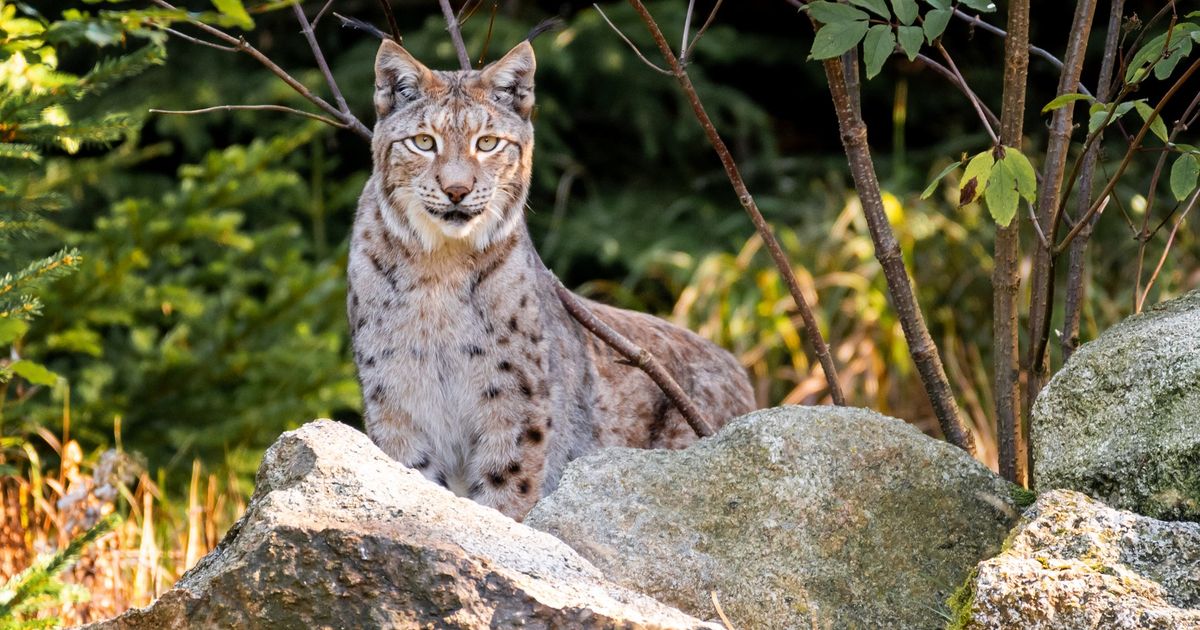 „Istinu je nemoguće otkriti“: Neobična grobnica risa i 4 psa šokirala ...