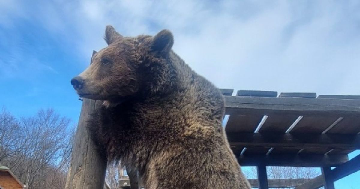 "Robinzona" s Vlašića iznenadio medved veličine kao mali slon: Ovako je ...