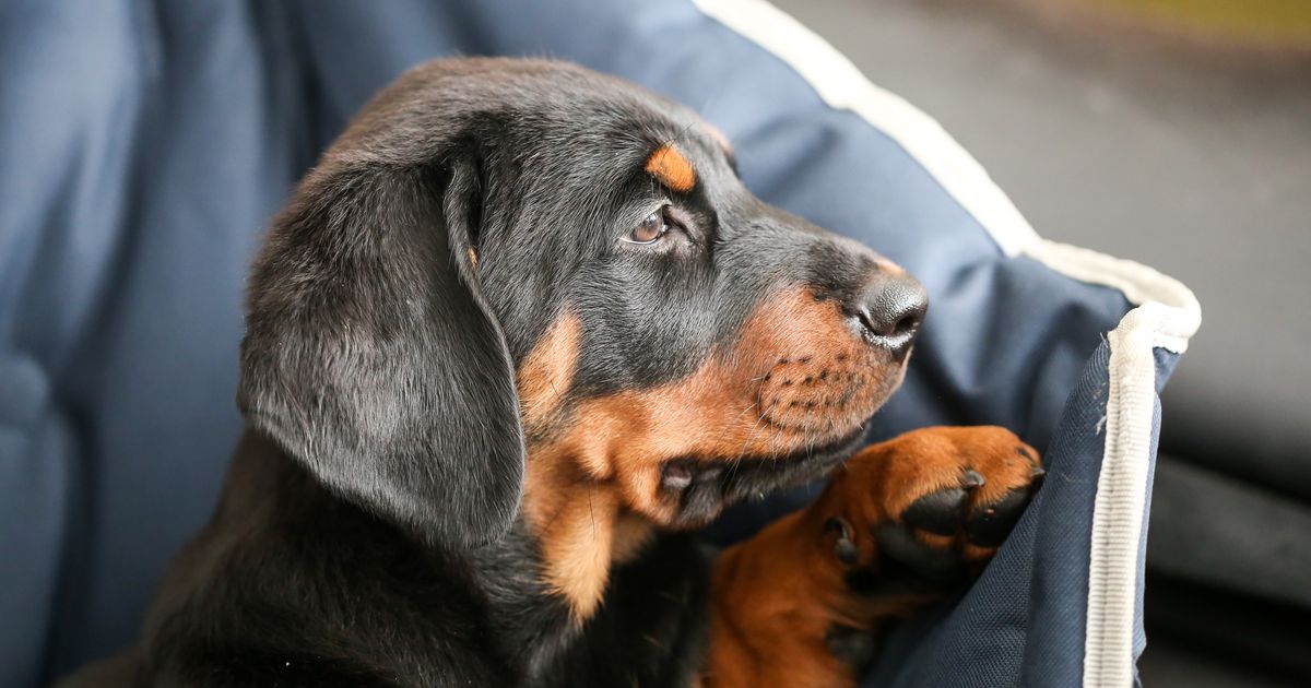 Roterman, žestok pas čvrste volje: Dobar đak i ljubimac, ali ne kod ...
