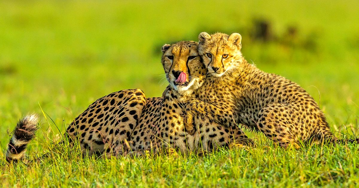 Majka je tu za sve, da nađe hranu i bude prijatelj za igru: Razigrano ...