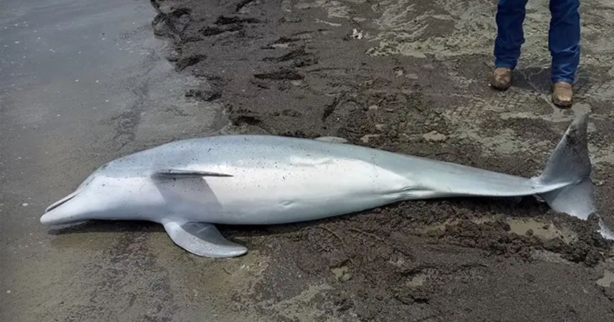 Delfin izrešetan mecima nađen na plaži: Vlasti nude nagradu od 18.000 ...