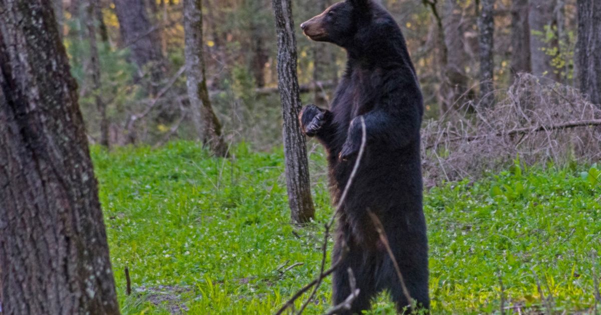 Boška je medved oborio na zemlju i ugrizao ga za ruku: Bio u šetnji ...