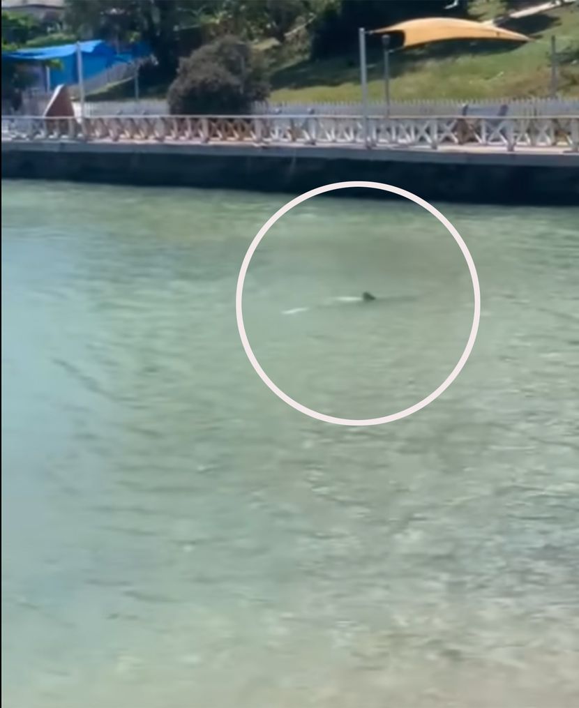 Ovo je turista kojeg je napala ajkula u čuvenom letovalištu: Lekari mu se bore za život, poznati ...