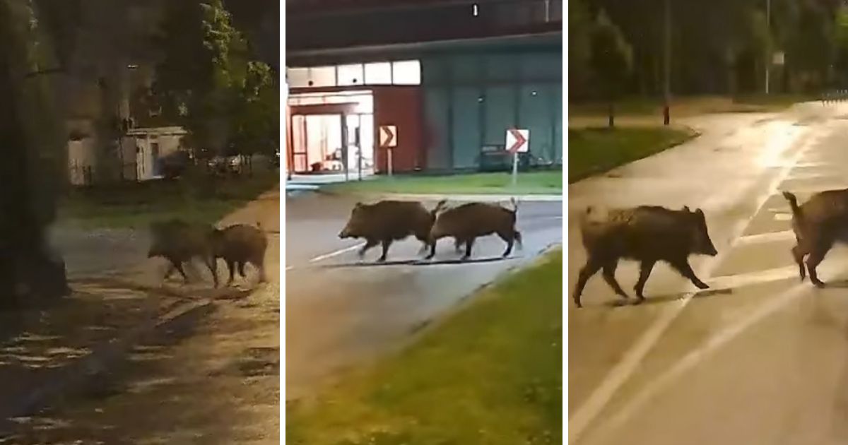 U Zagrebu sve više divljih svinja, okupirale centar grada: Direktor zoo vrta upozorio građane ...