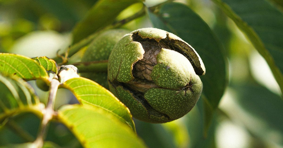Ove biljke ne treba saditi ispod oraha, otrov iz njega će ih uništiti ...