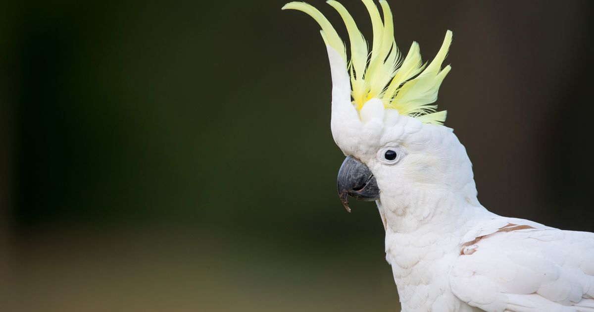 Savršen "dejt": Papagaj oduševljen dolaskom kokoške u njegov dom, pogledajte kako je merka i ...