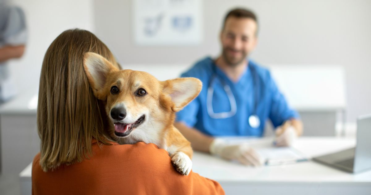 Pet najčešćih grešaka koje ljudi prave kad dovedu ljubimca na pregled: Pod "lupom" i iskrenost ...