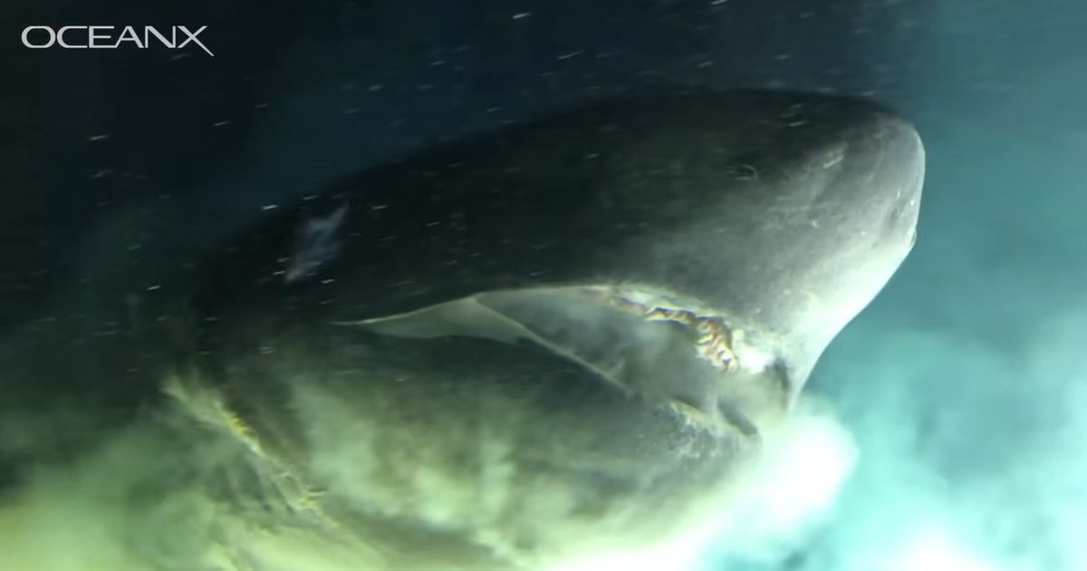 Mislite da je velika bela ajkula opasna? Sačekajte da vidite šta su istraživači snimili na dnu ...