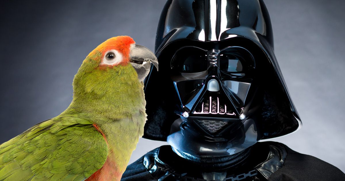 "Imperijalistički marš" papagaja koji luduje uz muziku iz Ratova zvezda: Zar nije pravi pernati ...