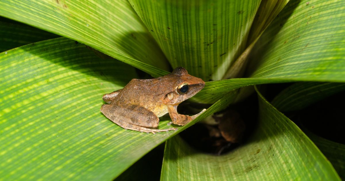 Bizarna žaba iz amazonske prašume vrišti da bi oterala predatore: Ako ...