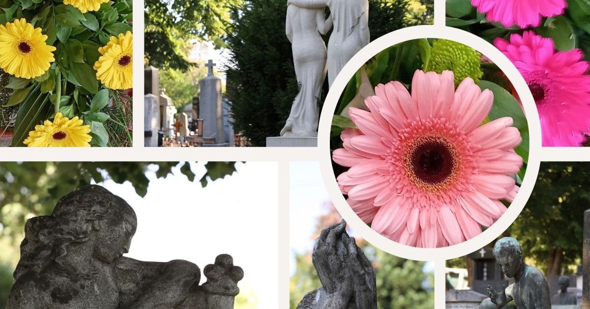 Govor cveća: Gerber simbol nevinosti, radosti i večnog života - Telegraf.rs