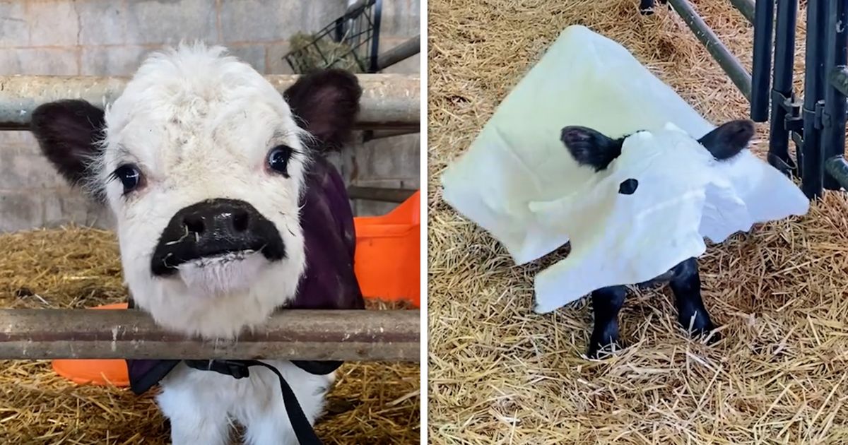 Mini krave osvajaju svet: Preslatke su, daju mnogo mleka, ali imaju ...