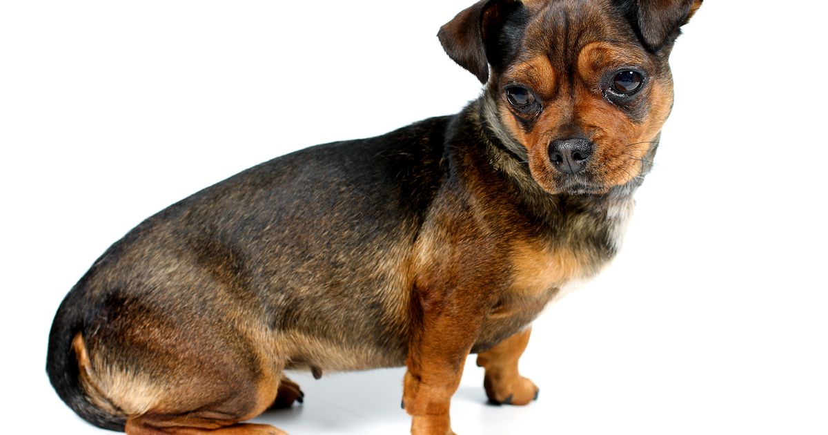 Zovu ga džag, džek mops, mops rasel: Šarmantan i inteligentan hibridni ...