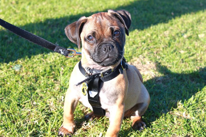 Zovu ga džag, džek mops, mops rasel: Šarmantan i inteligentan hibridni ...