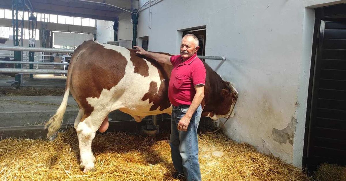 Grdosija Jablan zvezda Poljoprivrednog sajma: Težak blizu 2 tone ...