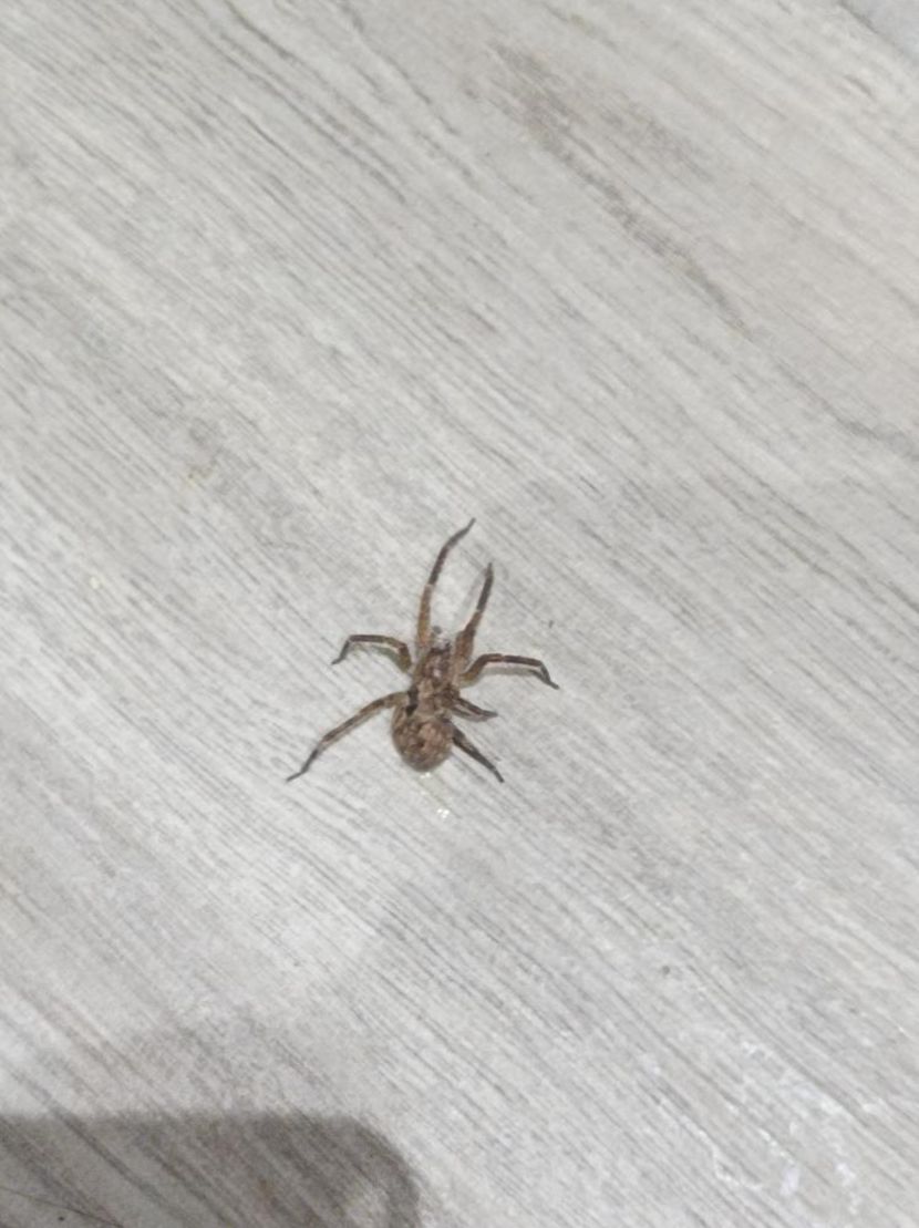 Savet za vozače da stave koru limuna na kontrolnu tablu automobila: Evo ...