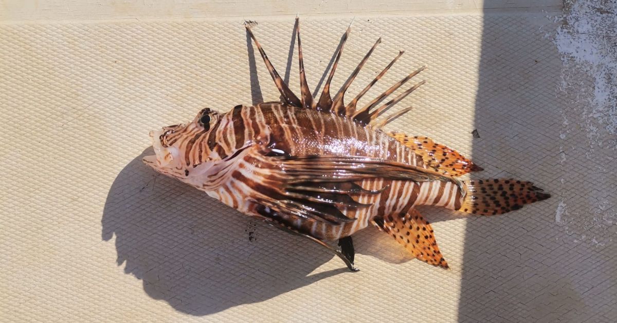 U Jadranu ulovljene dve otrovne ribe, najave su da će ih ovog leta biti ...