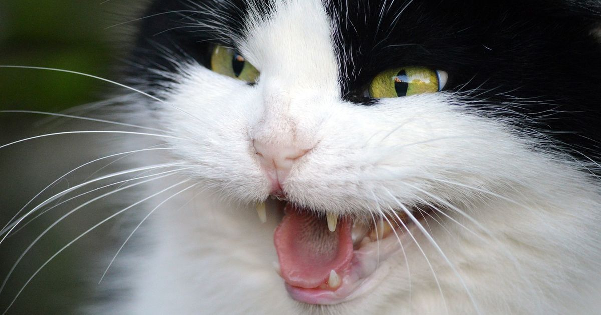 Mačka u Gradskoj skupštini napravila štetu od 325.000 evra: Nema dokaza ...