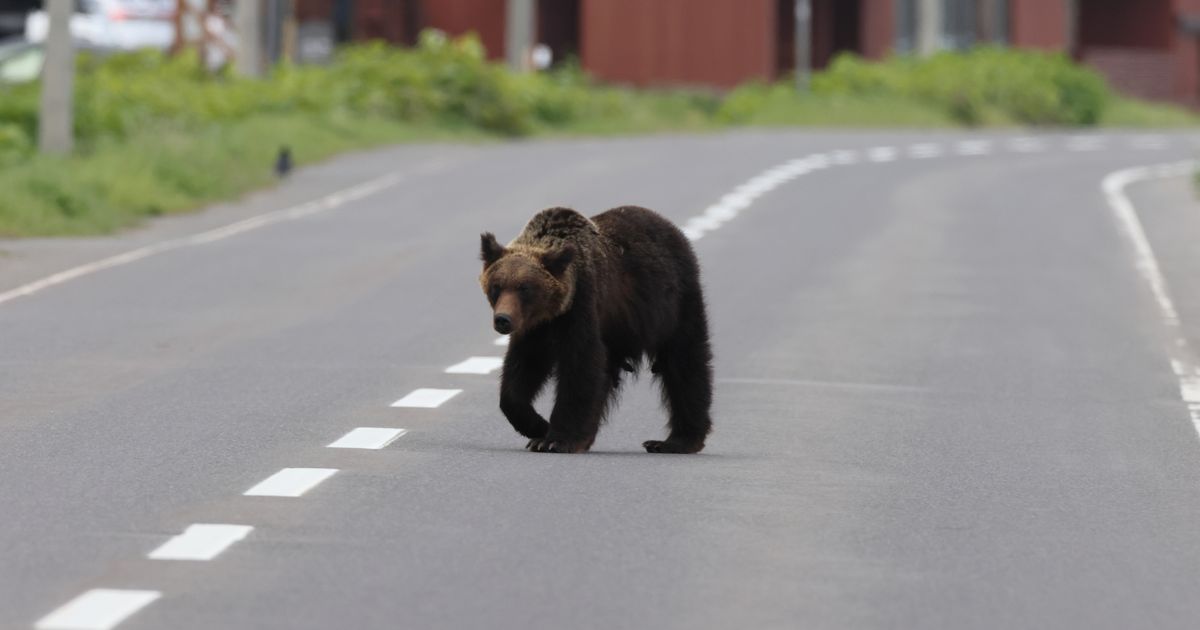 Incident u Grčkoj: Medved se usred noći prošeto gradom, uznemirio ...