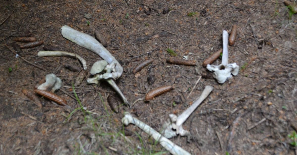 Tracks of large beast found on Serbian mountain, along with skeleton ...