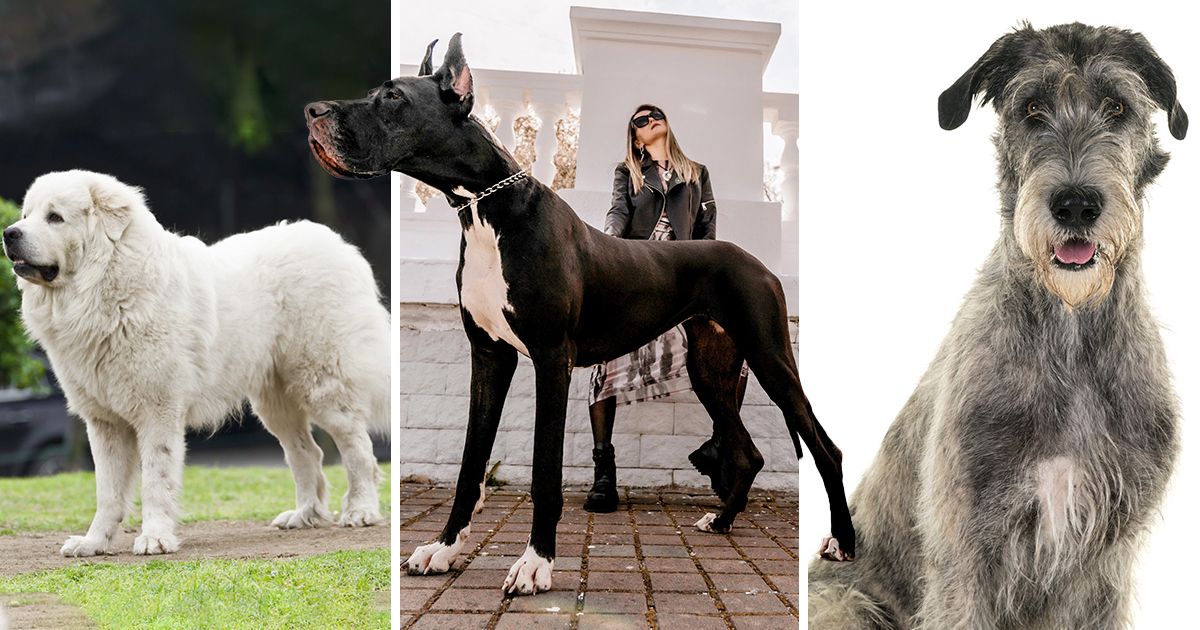 Oni su verni, poslušni i jedina mana im je kratak životni vek ...