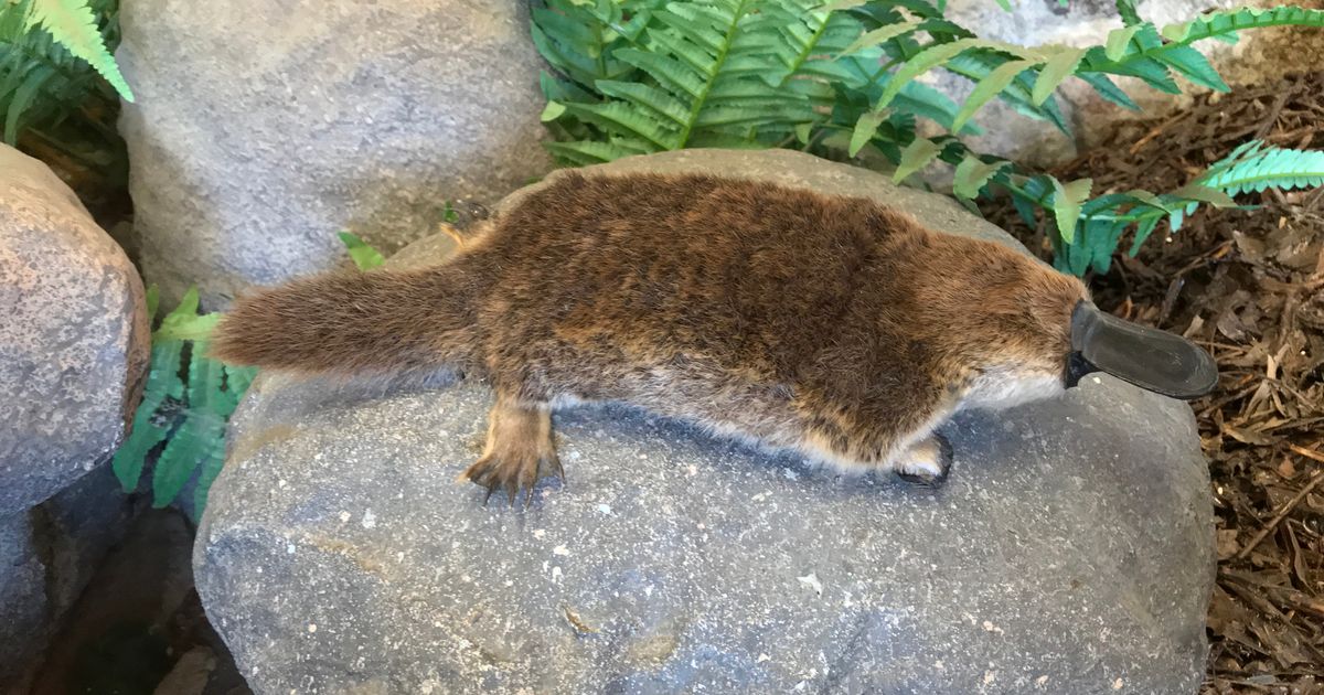 Mladunče retke životinje iz Australije završilo na ulici pa u bolnici i ...
