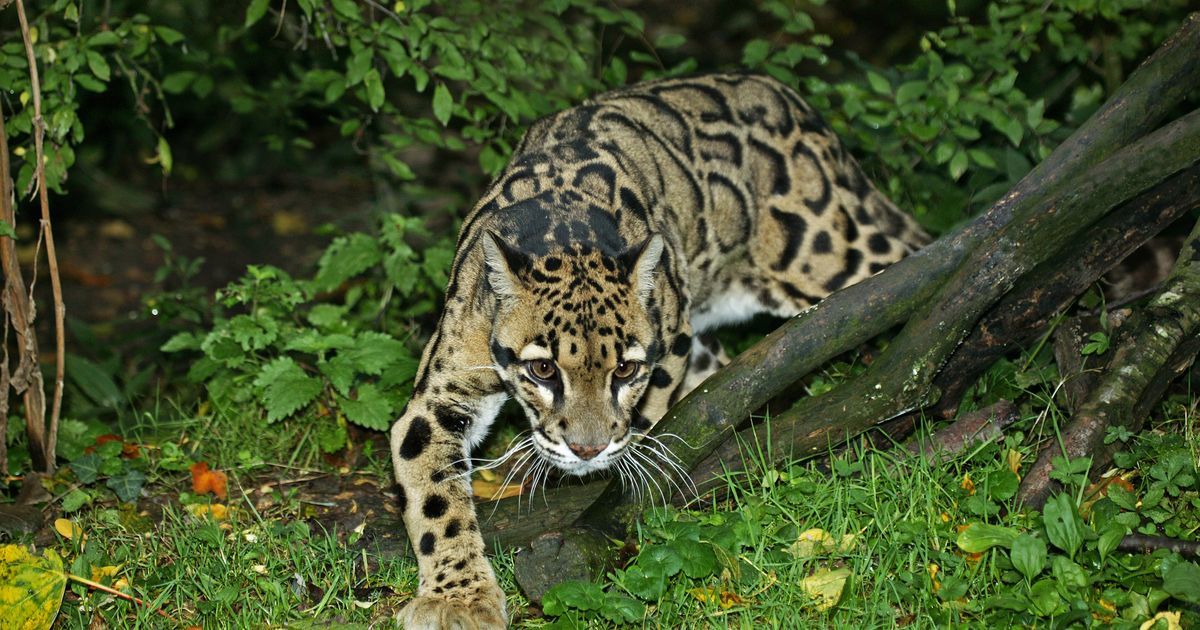Porodica oblačastih leoparda sa Bornea snimljena u divljini prvi put ...