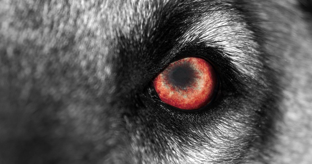 Oni uteruju strah u kosti svojim izgledom, veličinom i ponašanjem: 10 najstrašnijih rasa pasa ...