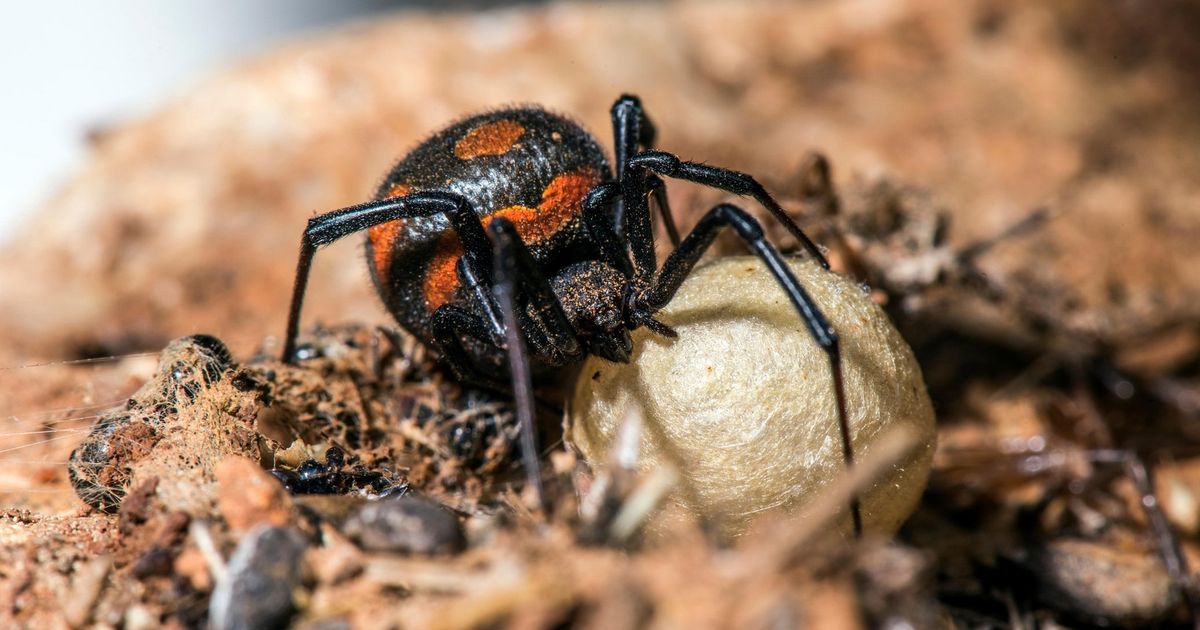 Za ujed najotrovnijeg evropskog pauka napravljen novi protivotrov ...