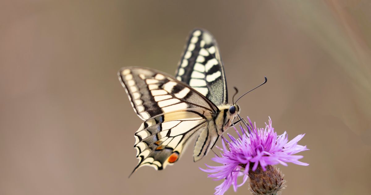 Danas proslavljamo dan lastinog repka, jednog od najlepših insekata na ...
